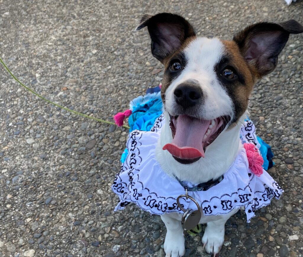 Calling All Dogs: Bark in the Park Coming to Crestview July 20 - City ...