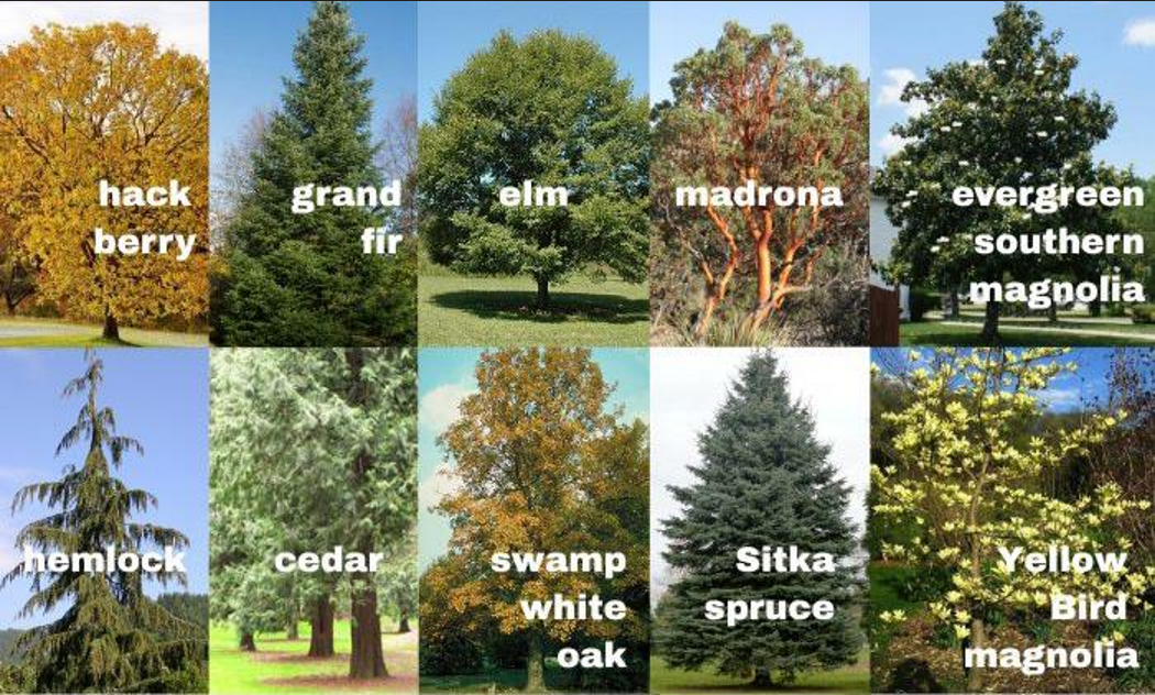 Tukwila Tree Giveaway - City of Tukwila